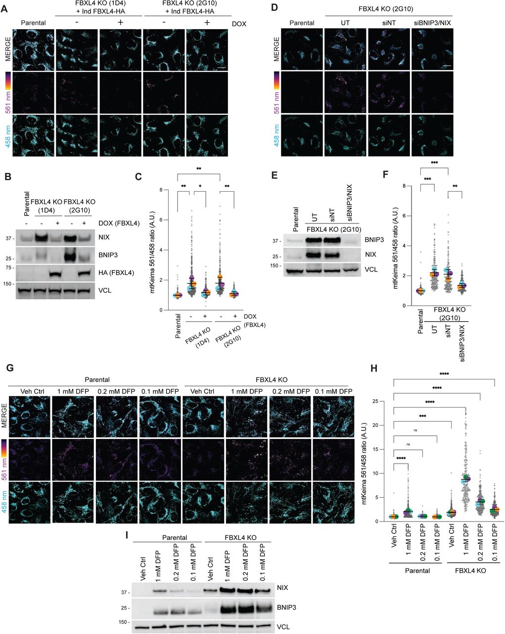Pcdna3 1 C Egfp Fbxl4 | GenScript corporation | Bioz