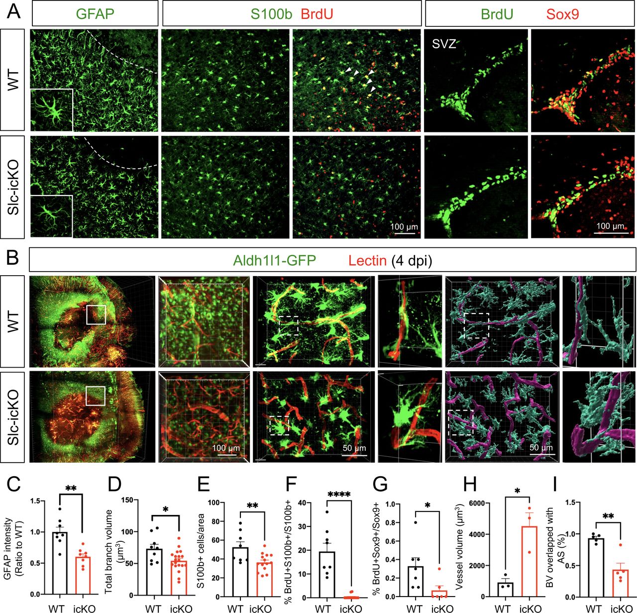 Rabbit Anti Sox9 | Millipore | Bioz