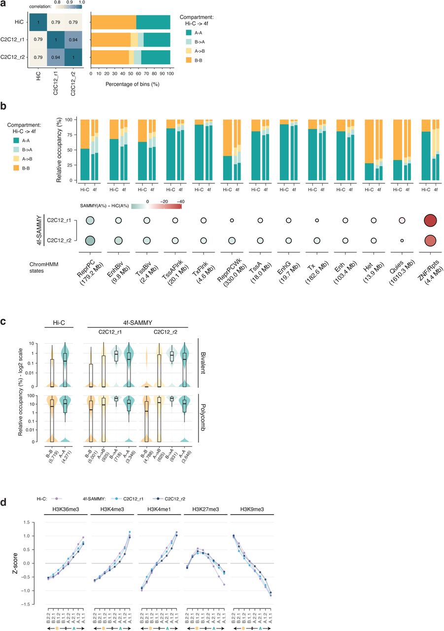 Mouse C2c12 Myoblast Cells | atcc | Bioz