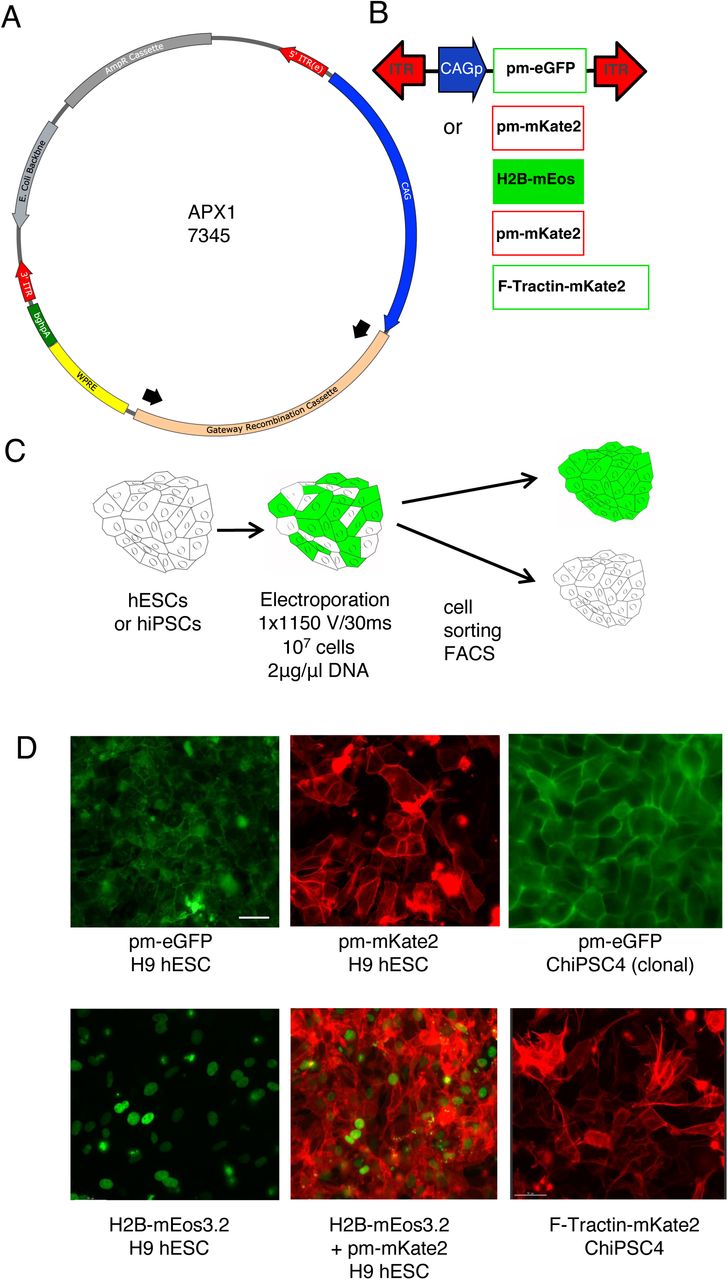 Piggybac Plasmids | Thermo Fisher | Bioz
