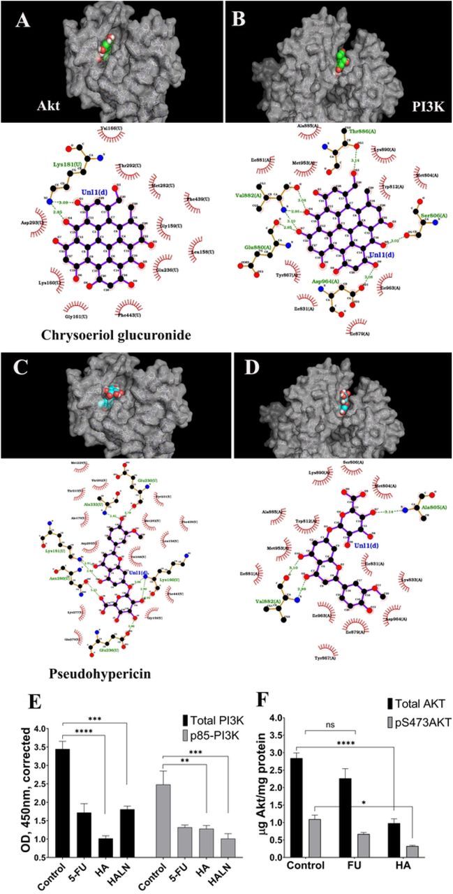 Human Lung Adenocarcinoma A549 Cells | ATCC | Bioz