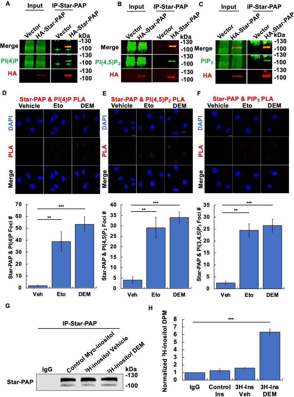 Hek293ft | ATCC | Bioz
