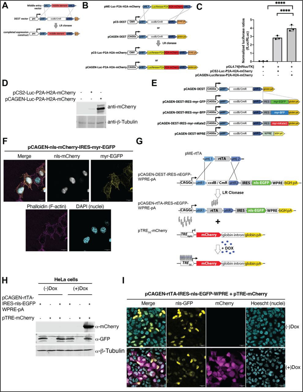 Sv40 Polya Sequence | Sangon Biotech | Bioz