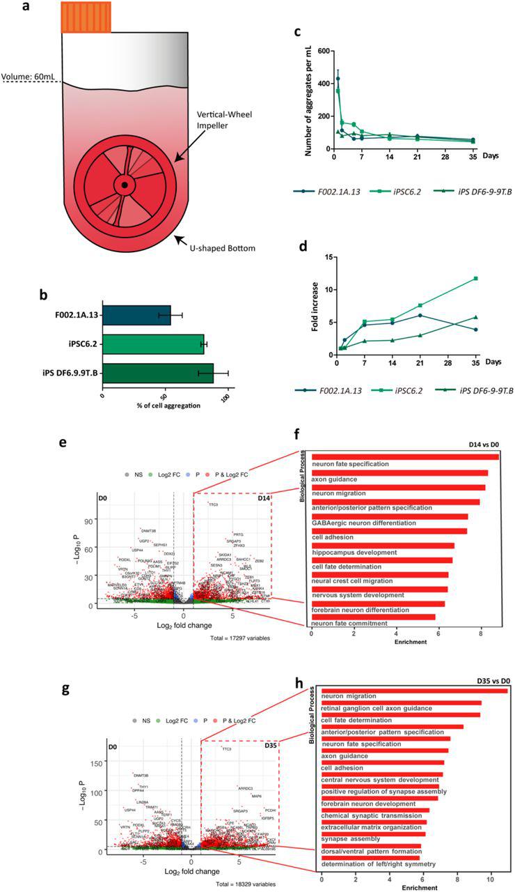 Gibco Brl Rna Ladder | Thermo Fisher | Bioz