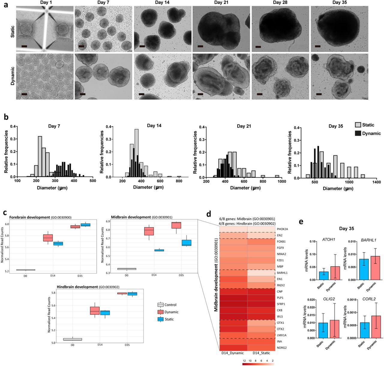 Gibco Brl Rna Ladder | Thermo Fisher | Bioz