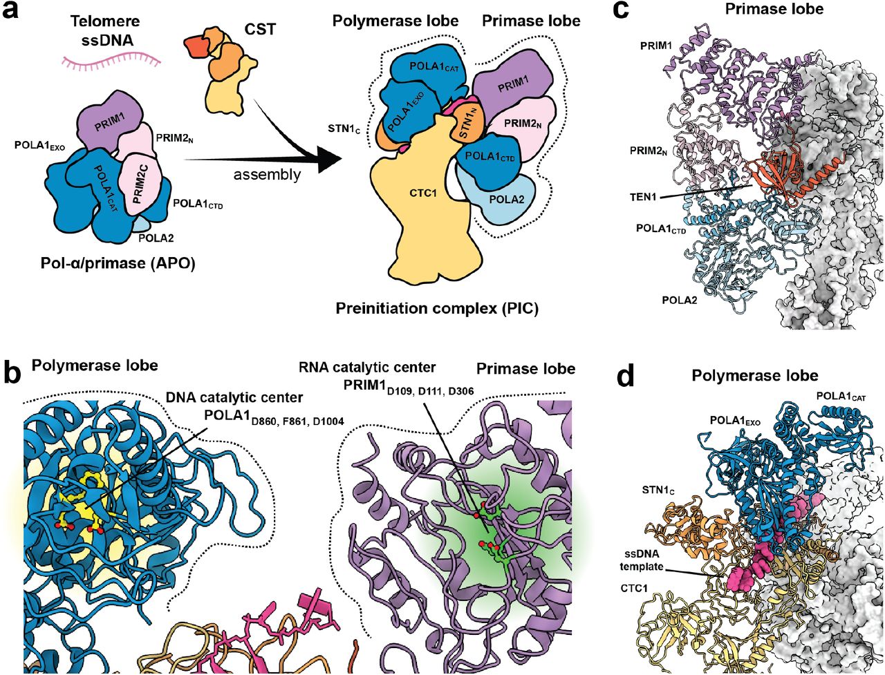 Ssdna Template | Thermo Fisher | Bioz