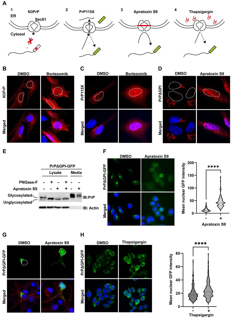 Mann Whitney Test Two Tailed | GraphPad Software Inc | Bioz