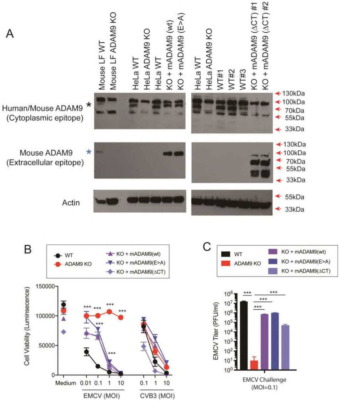 Adam9 Ko Immortalized Mouse Lung Fibroblasts Ilf Cells | ATCC | Bioz