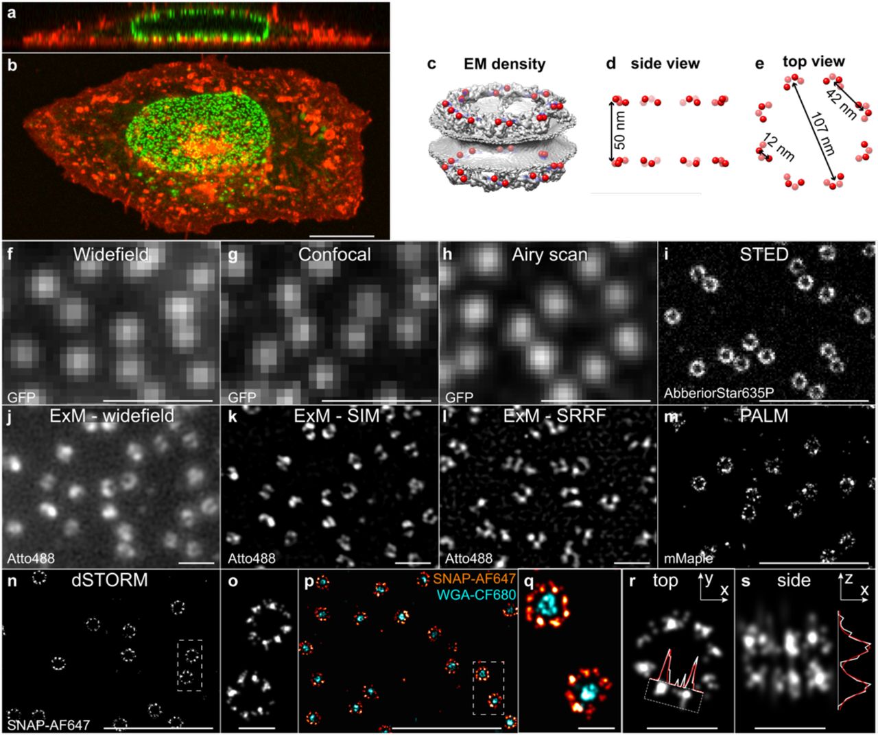 Snap Dye Buffer | New England Biolabs | Bioz