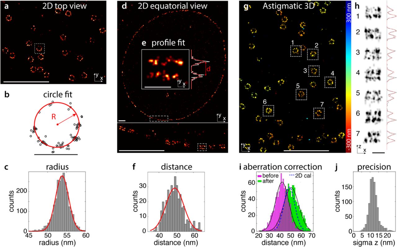 Snap Dye Buffer | New England Biolabs | Bioz