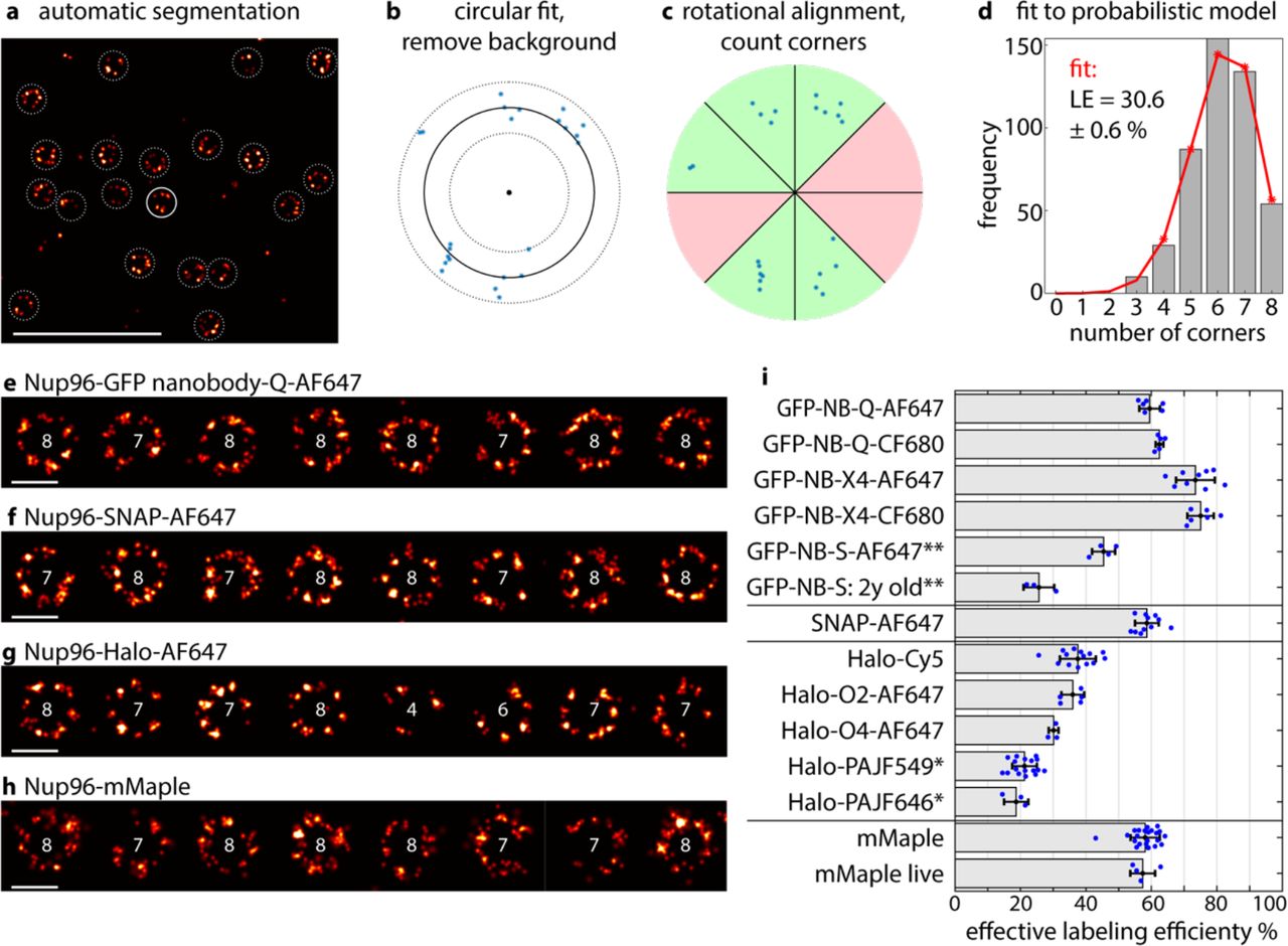 Snap Dye Buffer | New England Biolabs | Bioz
