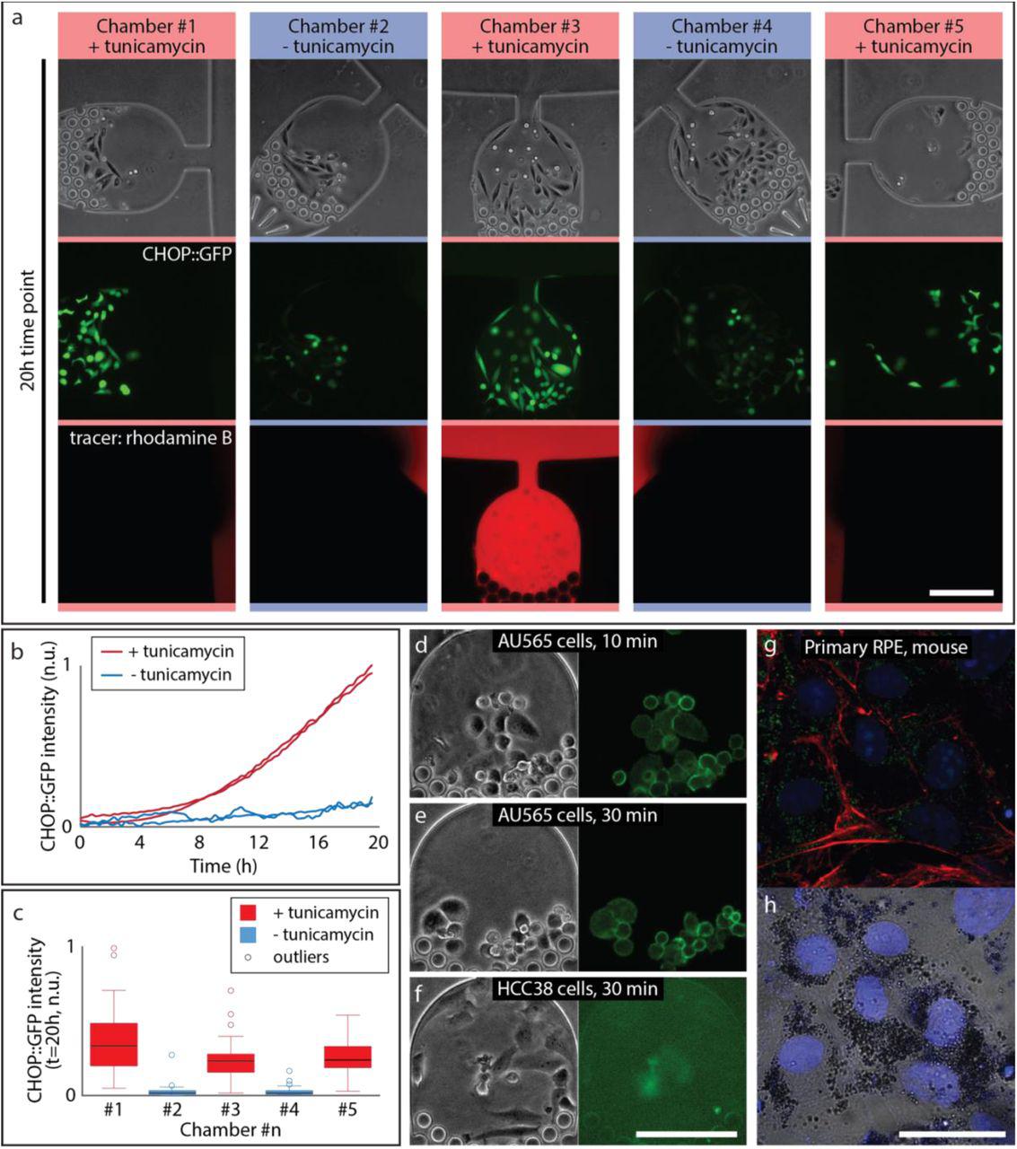 Hcc38 Breast Cancer Cell Lines | ATCC | Bioz