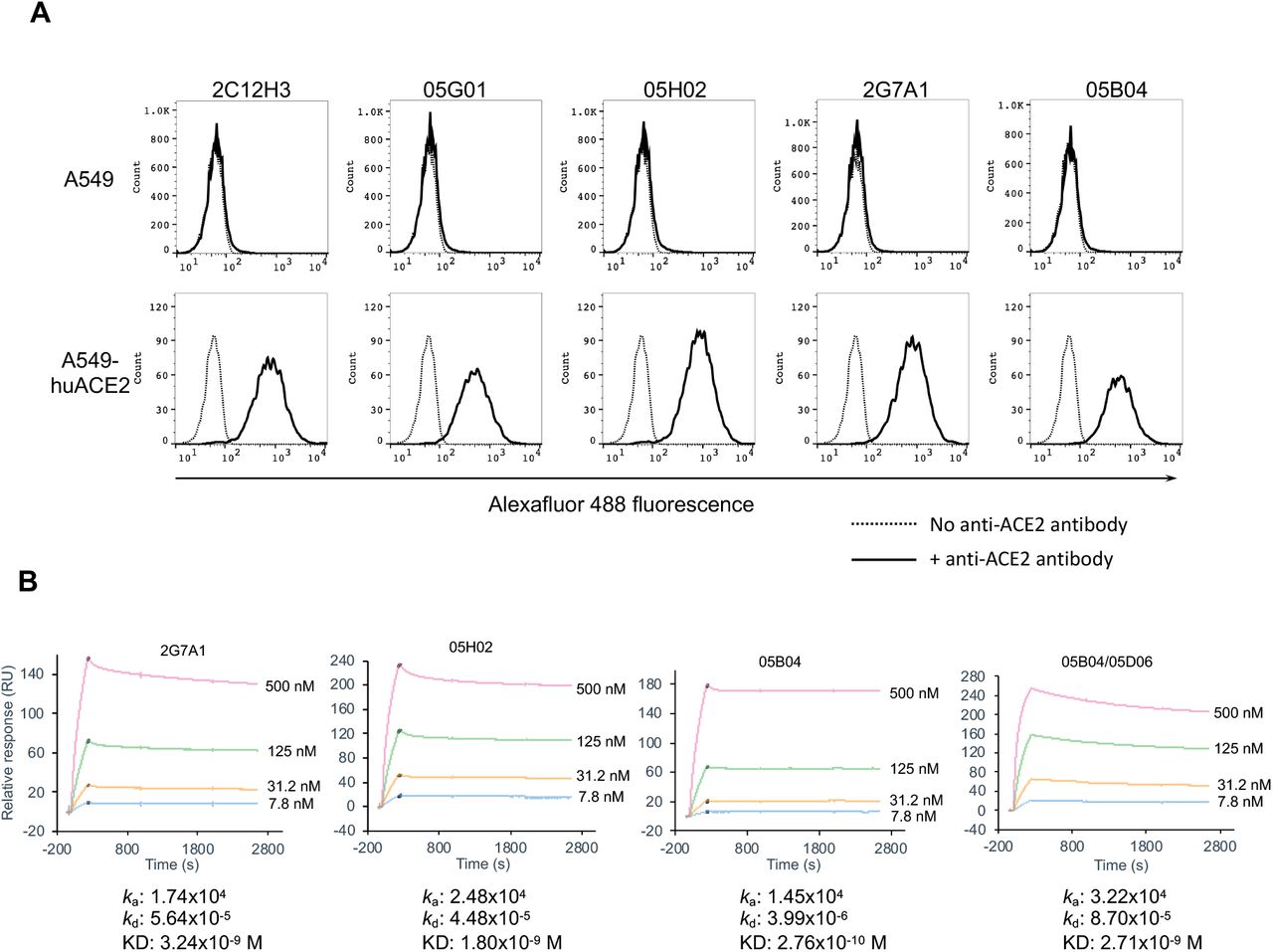 293t Ace2 Cl22 | ATCC | Bioz