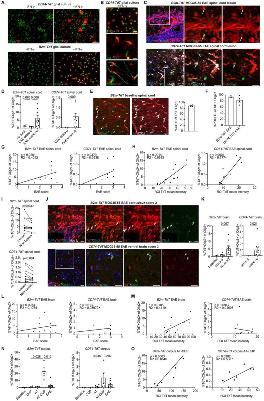 Apc Cc1 Mouse | Millipore | Bioz