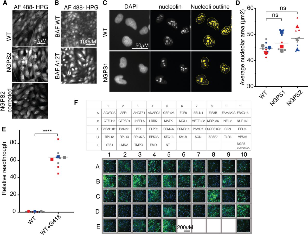 Cas9 Nuclease | PerkinElmer | Bioz