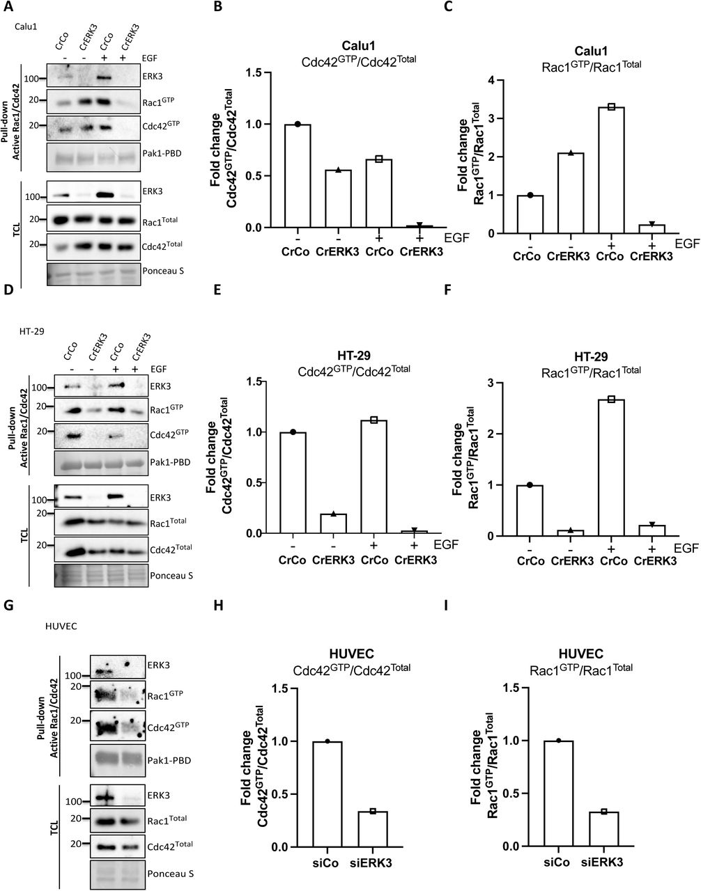 Rac1 Activation Assay Kit | Thermo Fisher | Bioz