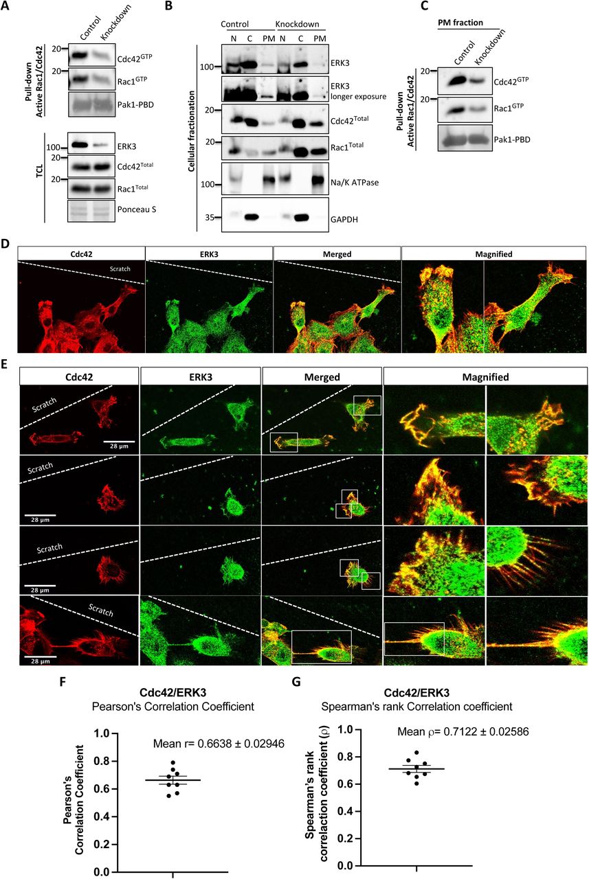 Rac1 Activation Kit | Thermo Fisher | Bioz