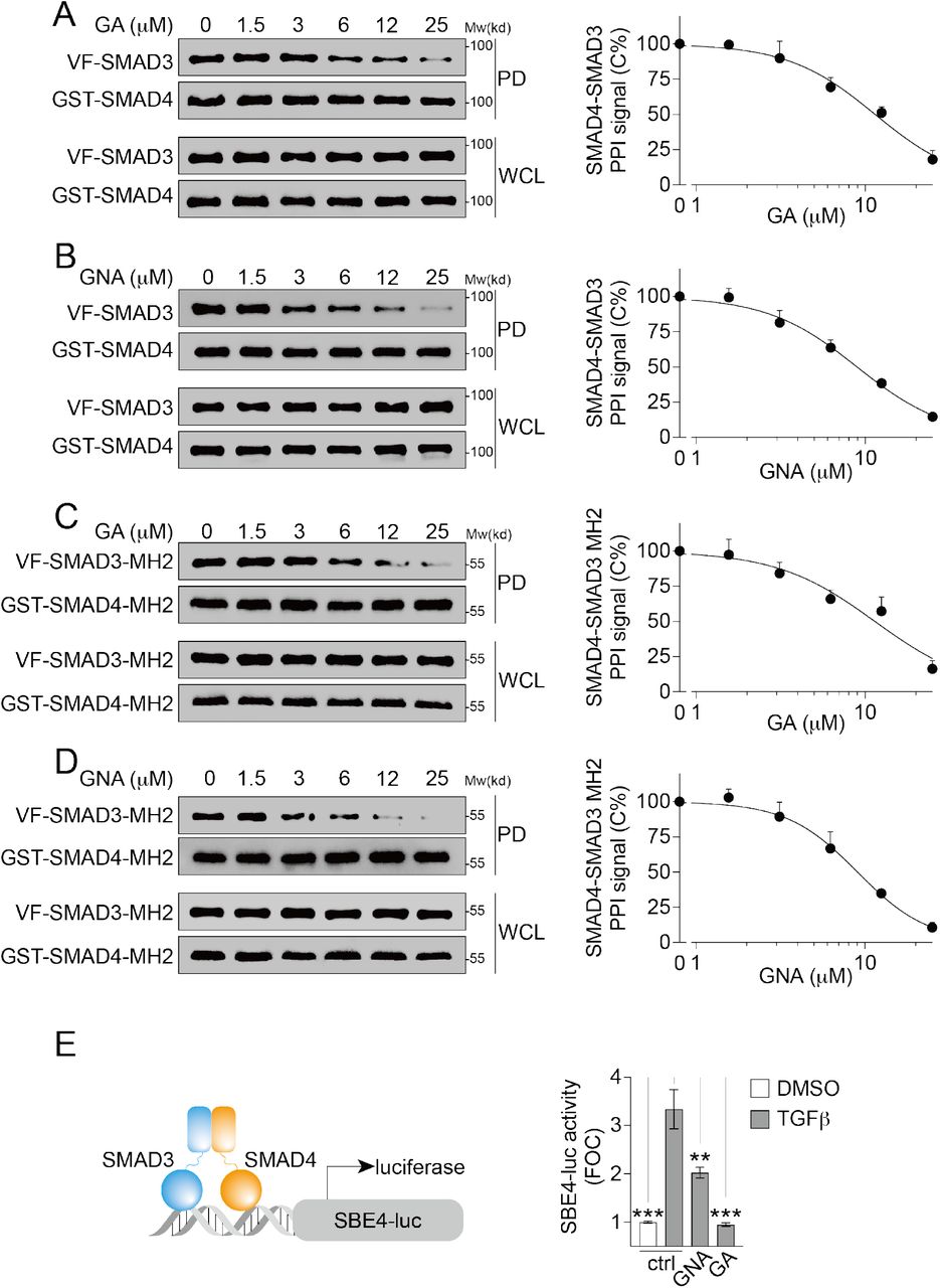 Hek 293t Human Embryonic Kidney Cells | ATCC | Bioz