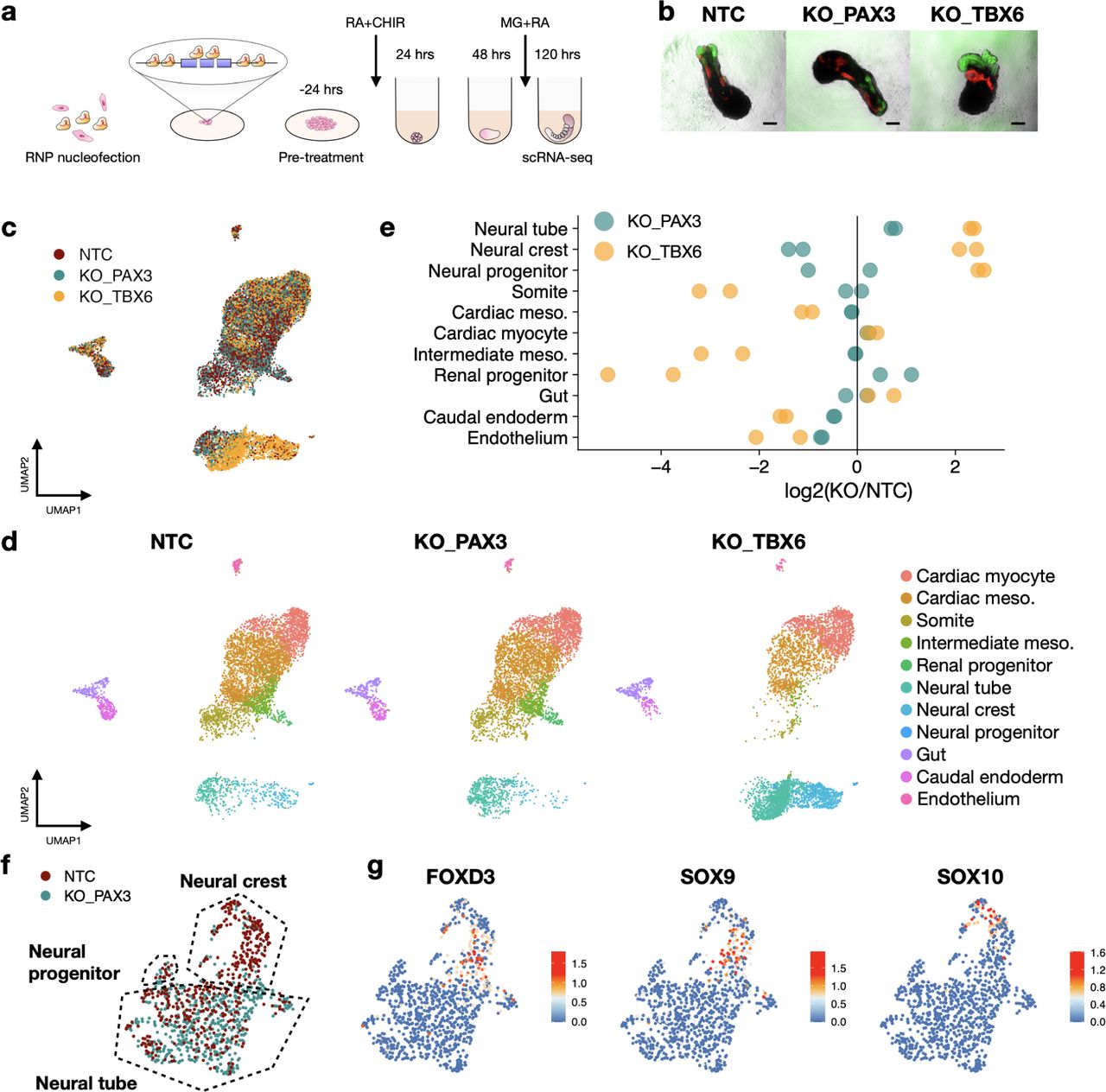 Alt R Cas9 Electroporation Enhancer | Integrated DNA Technologies | Bioz