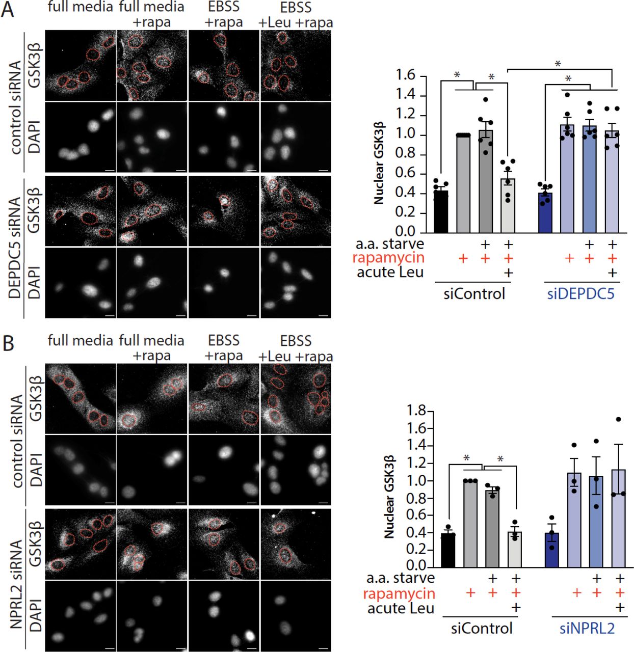 Arpe 19 Cells | Thermo Fisher | Bioz