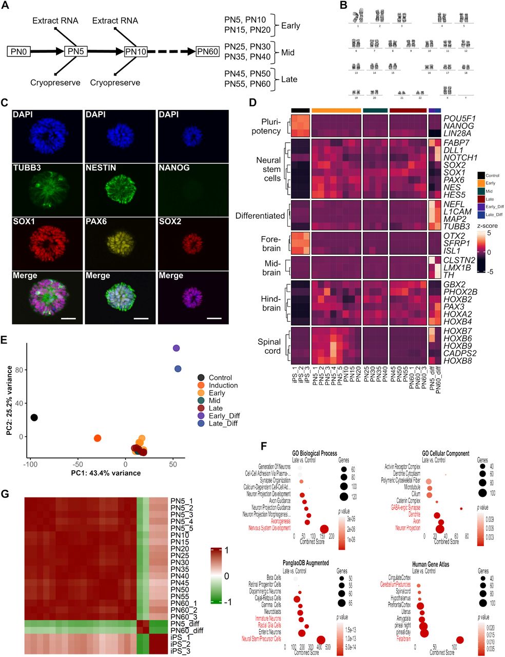 Sox1 | Miltenyi Biotec | Bioz