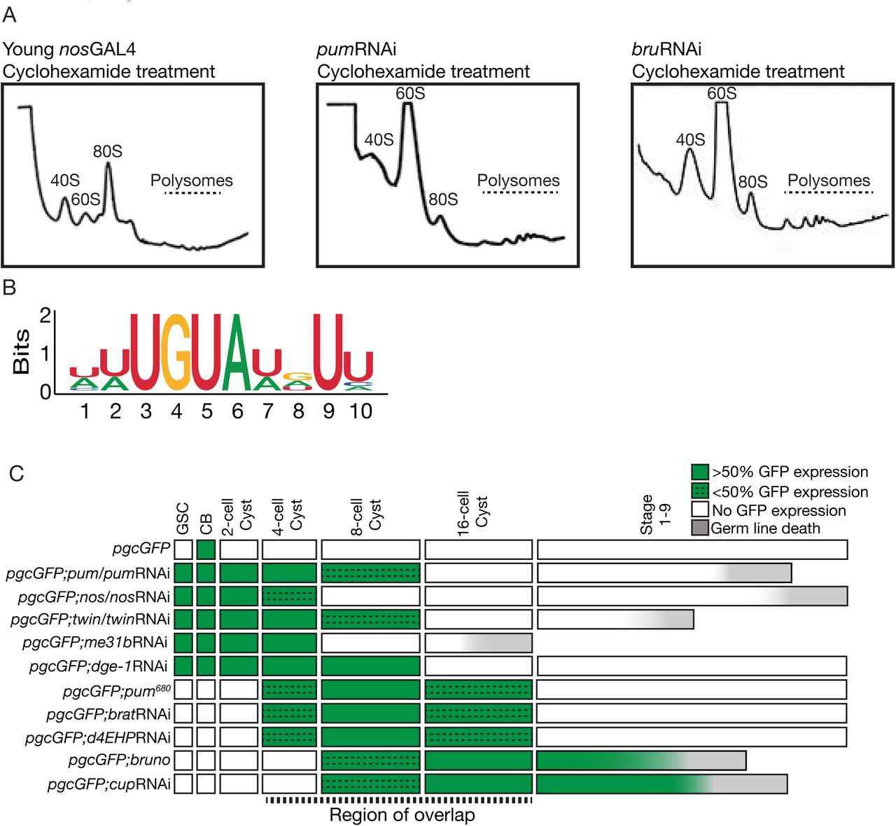 Utr Transgenes | New England Biolabs | Bioz
