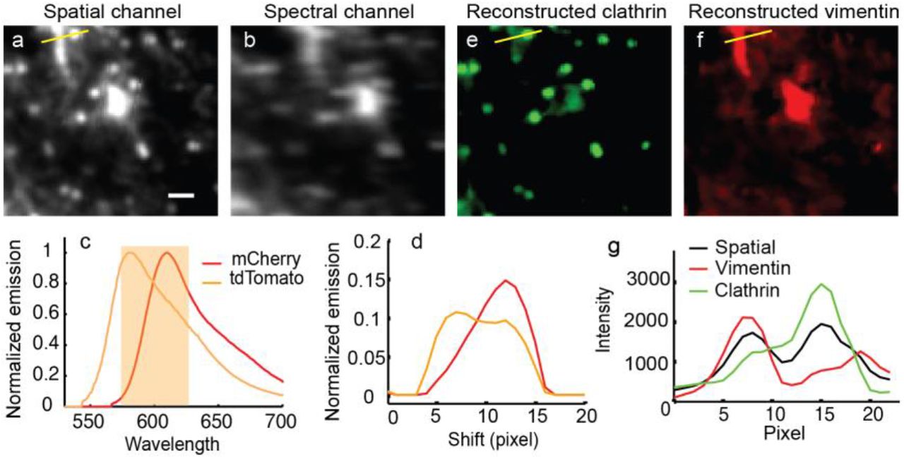 Bsc 1 Cells | Thermo Fisher | Bioz