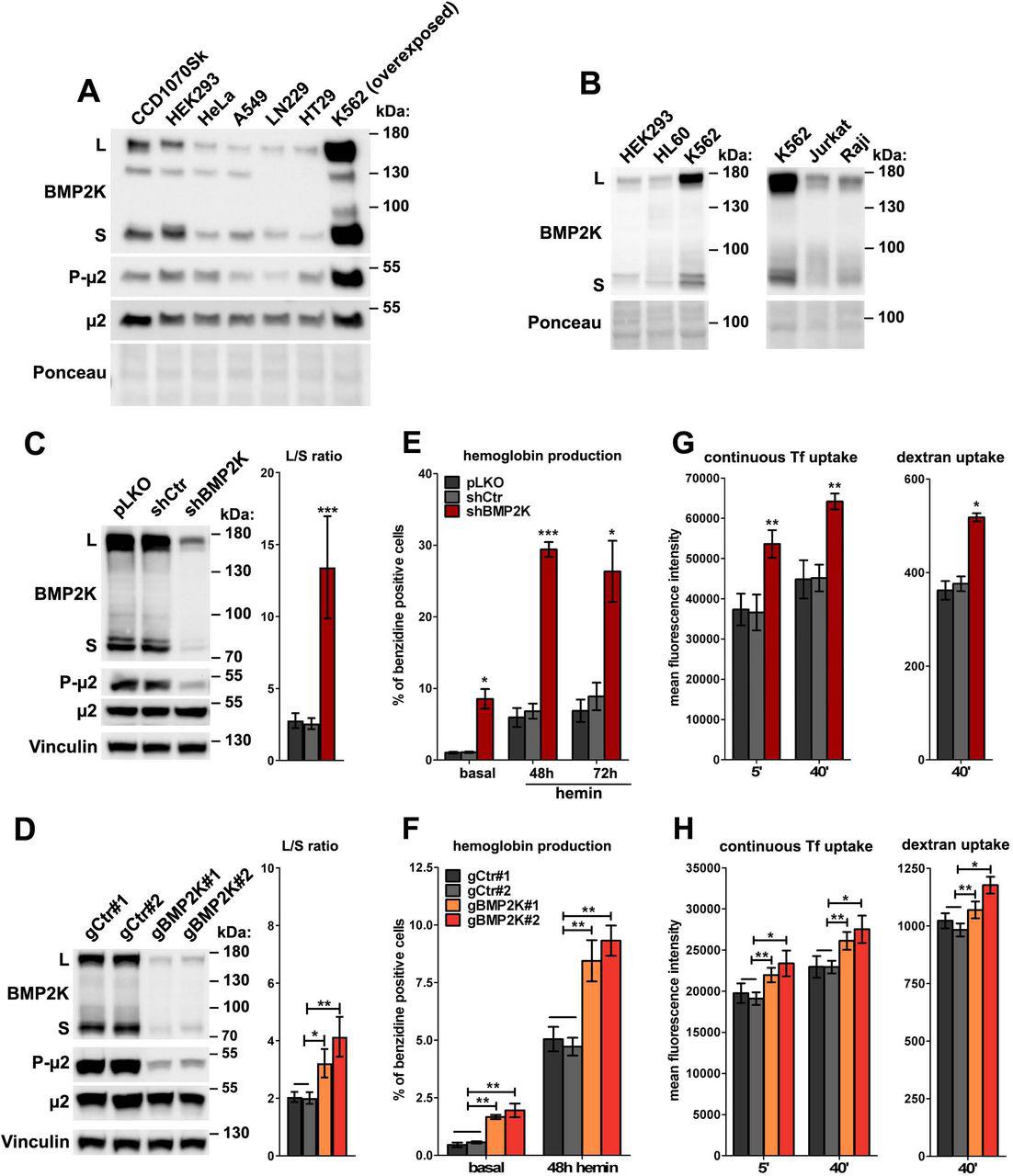 Transferrin Tf Uptake | Thermo Fisher | Bioz