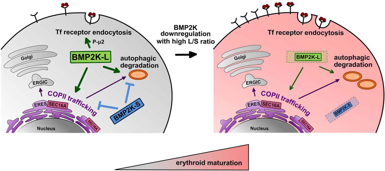 Transferrin Tf Uptake | Thermo Fisher | Bioz