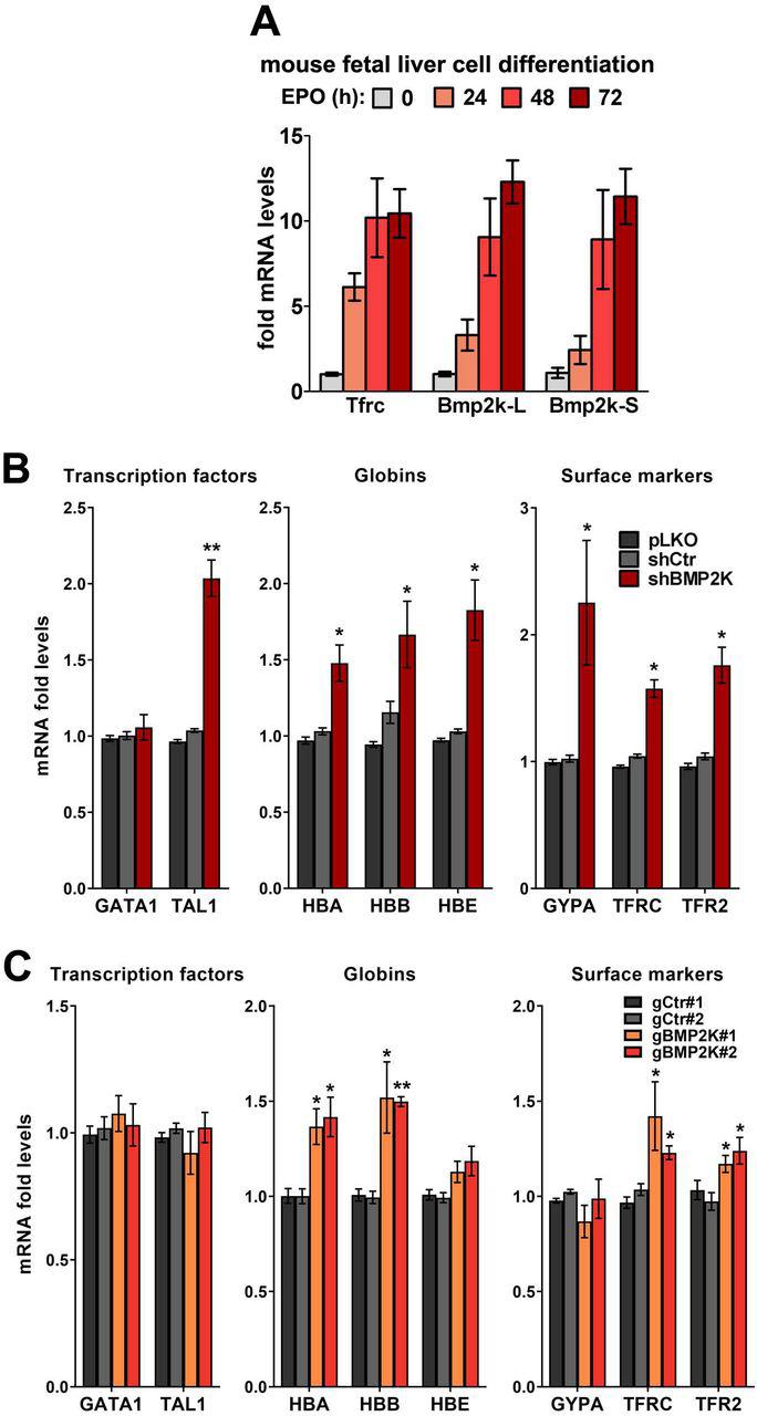 Transferrin Tf Uptake | Thermo Fisher | Bioz