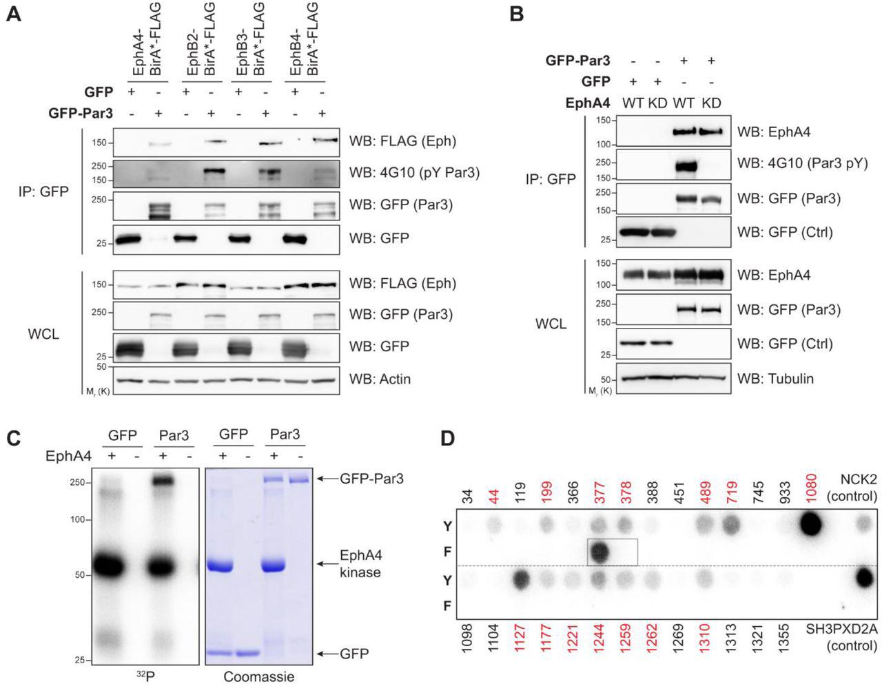 Stable Cell Lines Human Hek293 Flp In T Rex | Thermo Fisher | Bioz