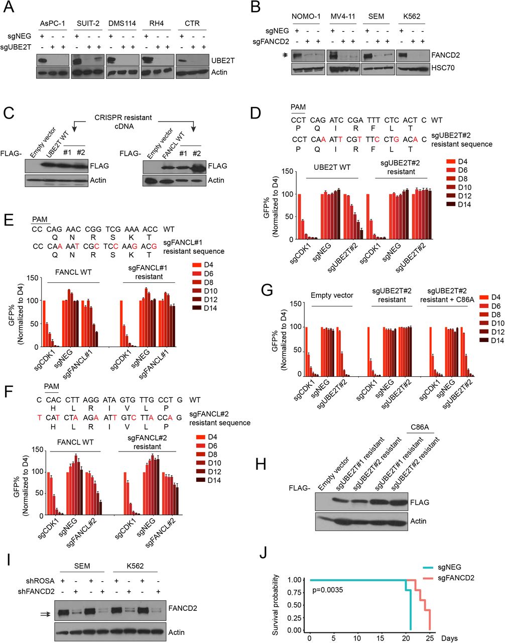 Sgrna Expressing Vector Lrg | Addgene inc | Bioz