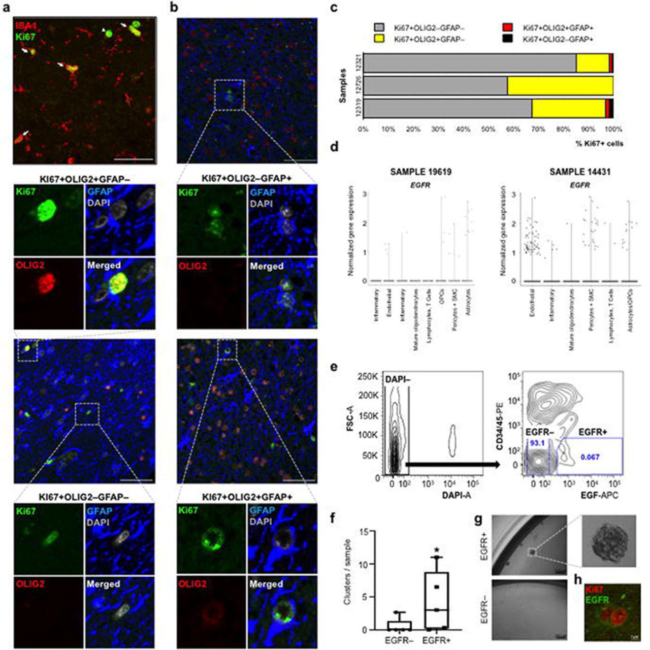 Seurat V2 3 4 4 | MetaCell Inc | Bioz