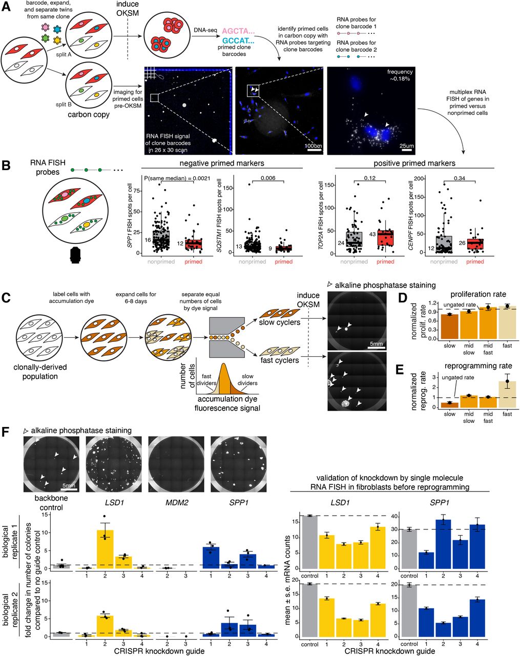 Lsd1 Inhibitor | Millipore | Bioz