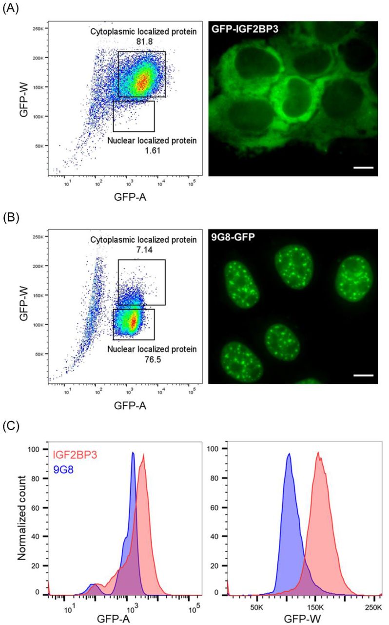 U2os Cells | Becton Dickinson | Bioz