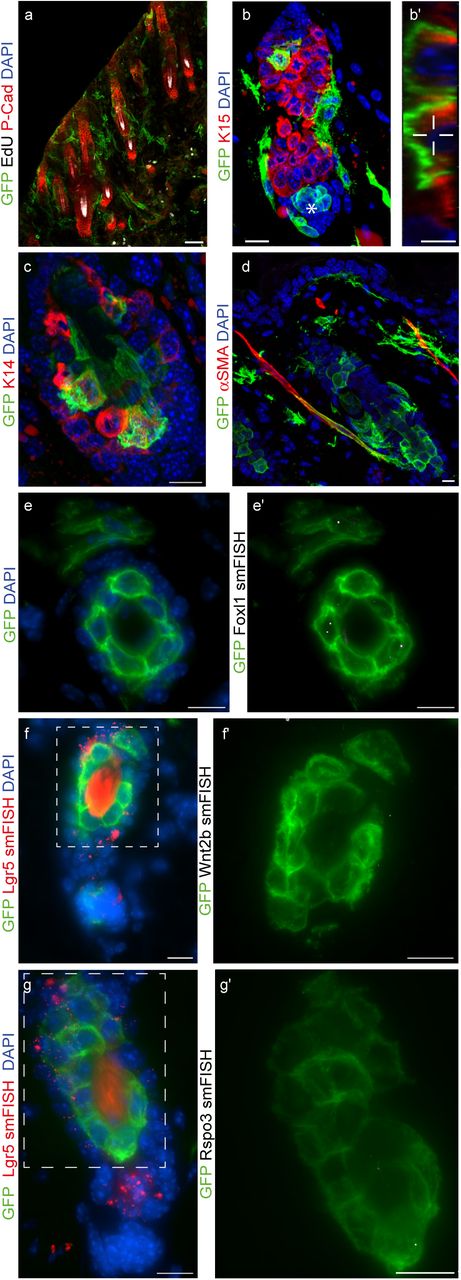 Rosa Mtmg | Jackson Laboratory | Bioz