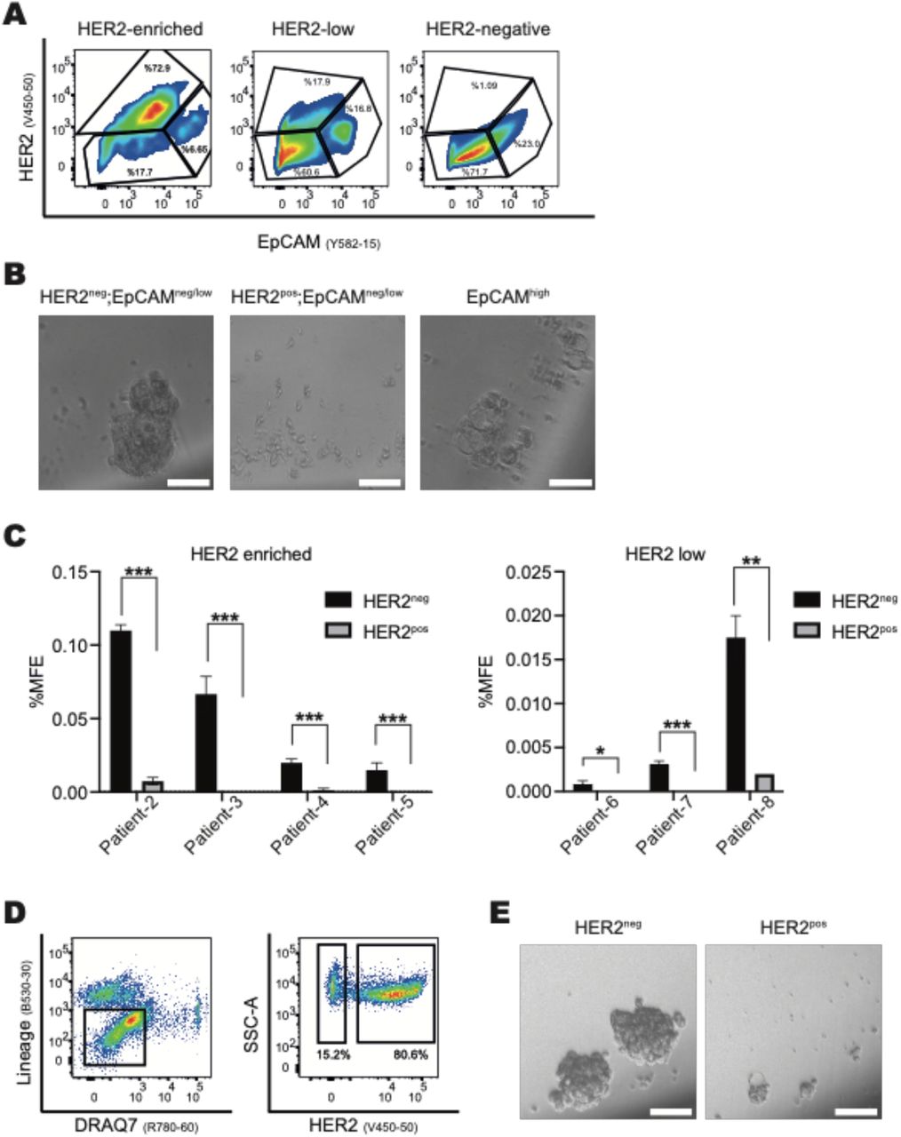 Cd31 Antibody | Becton Dickinson | Bioz