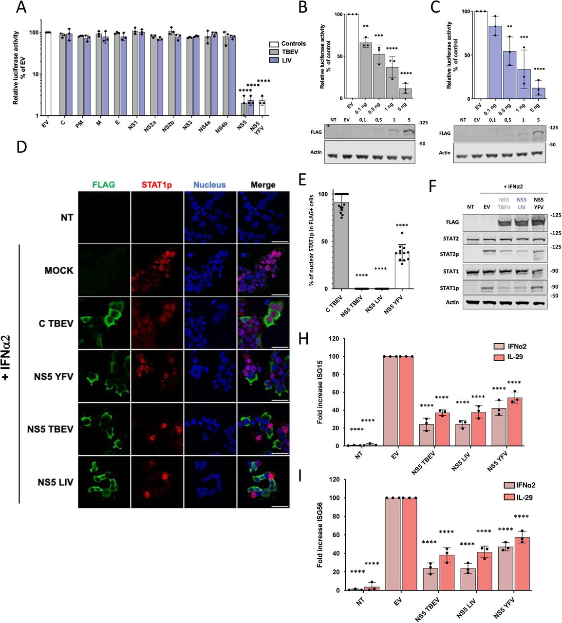 Human Embryonic Kidney Cells 293t Hek293t Cells | ATCC | Bioz