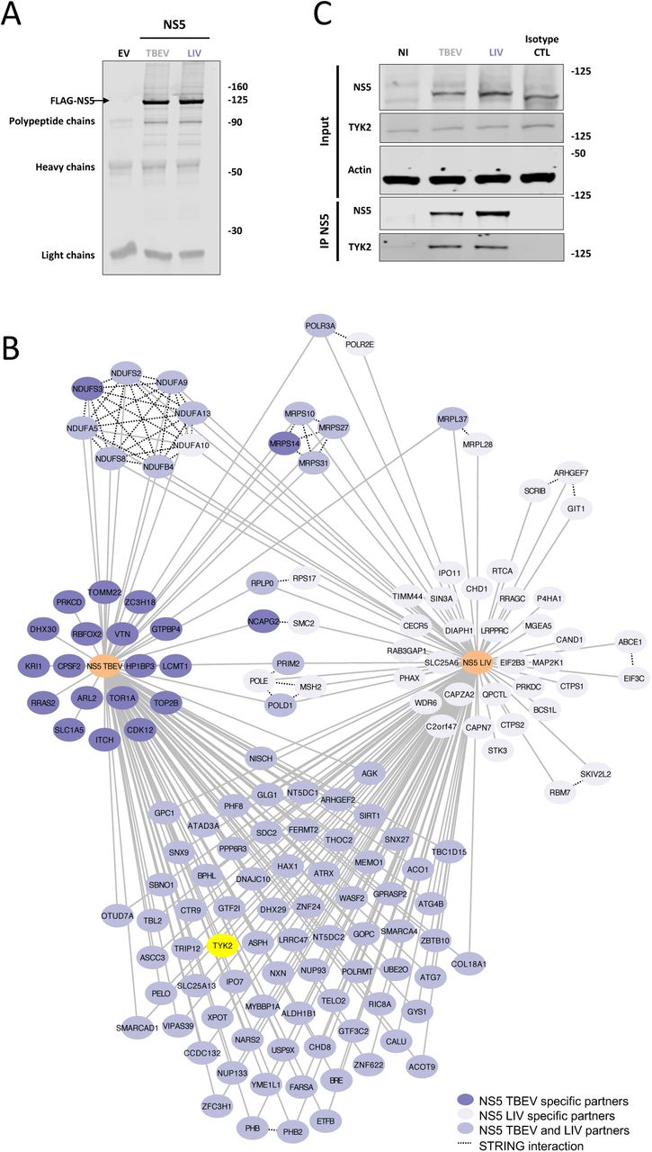 Human Embryonic Kidney Cells 293t Hek293t Cells | ATCC | Bioz