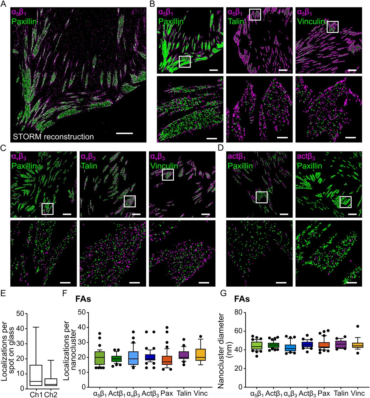 Hff Cells | Atcc | Bioz