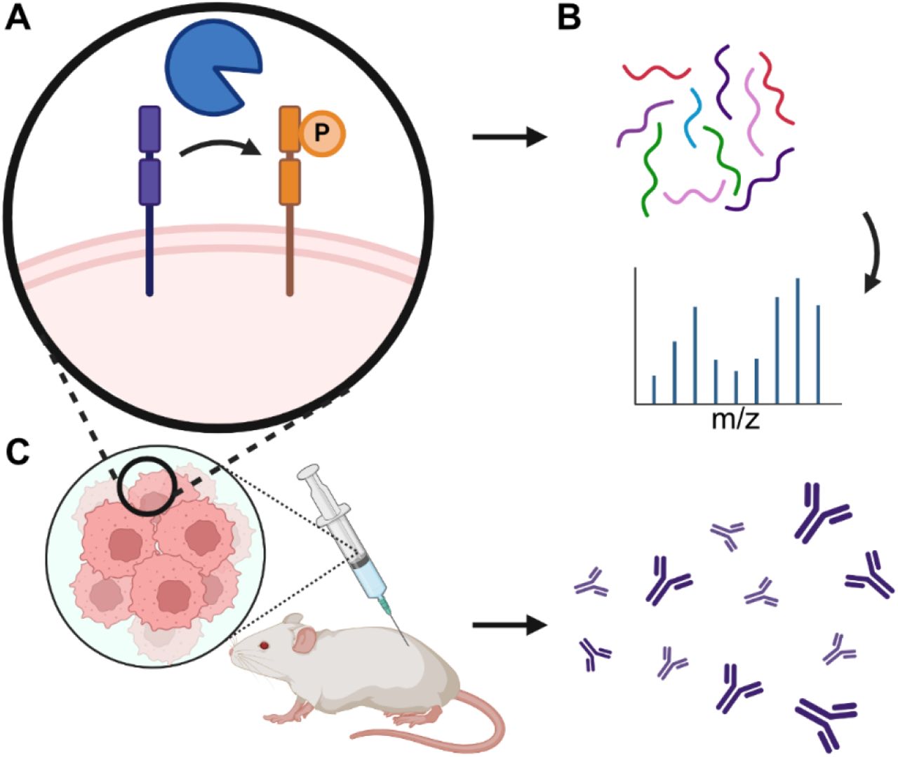 Anti Phospho Ck2 Substrates | Cell Signaling Technology Inc | Bioz