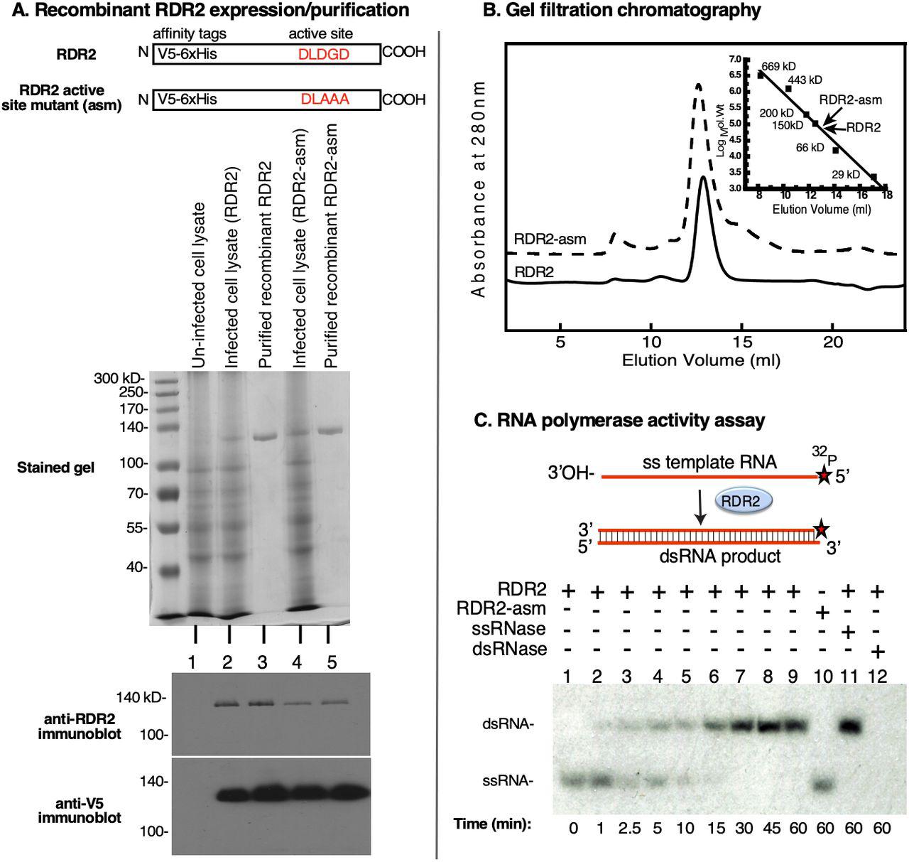Rnase V1 | Thermo Fisher | Bioz