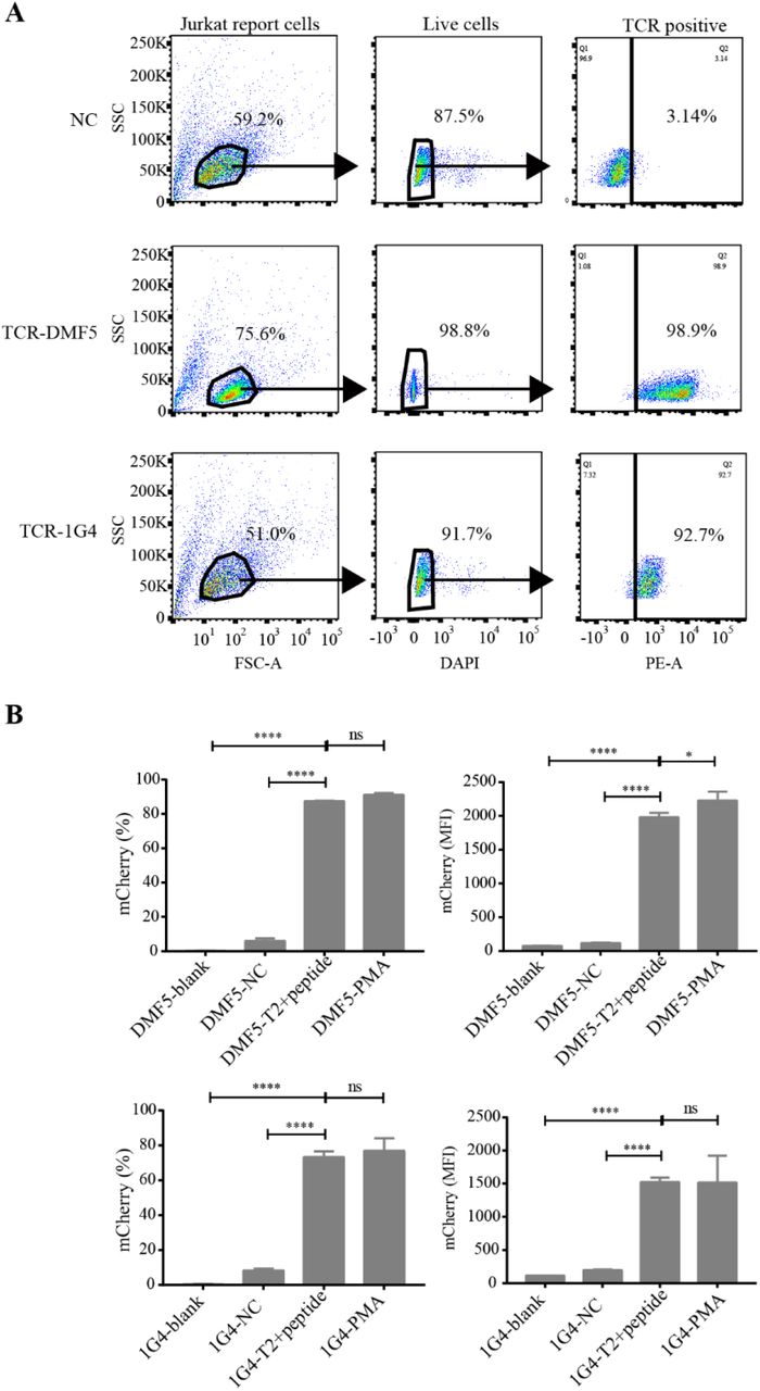 T2 Cells | atcc | Bioz