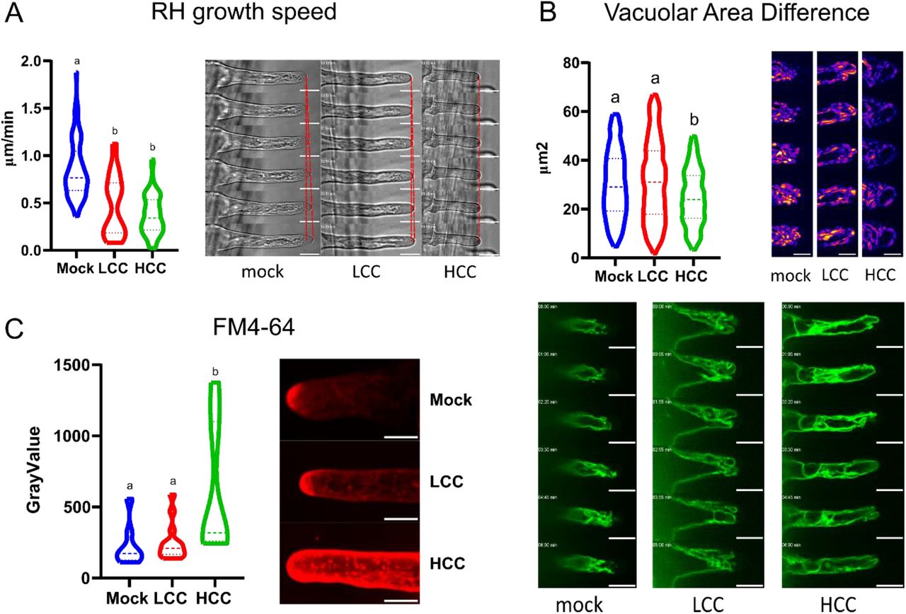 Dye Fm4 64 | Thermo Fisher | Bioz