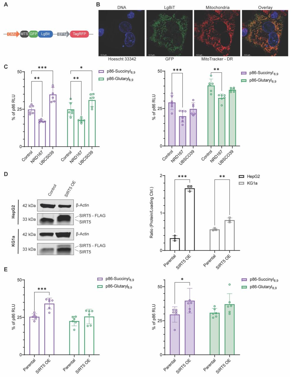 Mitotracker Deep Red Probe | Thermo Fisher | Bioz