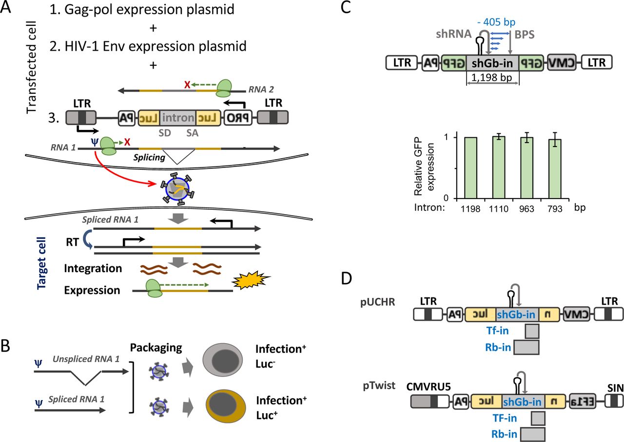 Human Embryonic Kidney Cell 293t | ATCC | Bioz