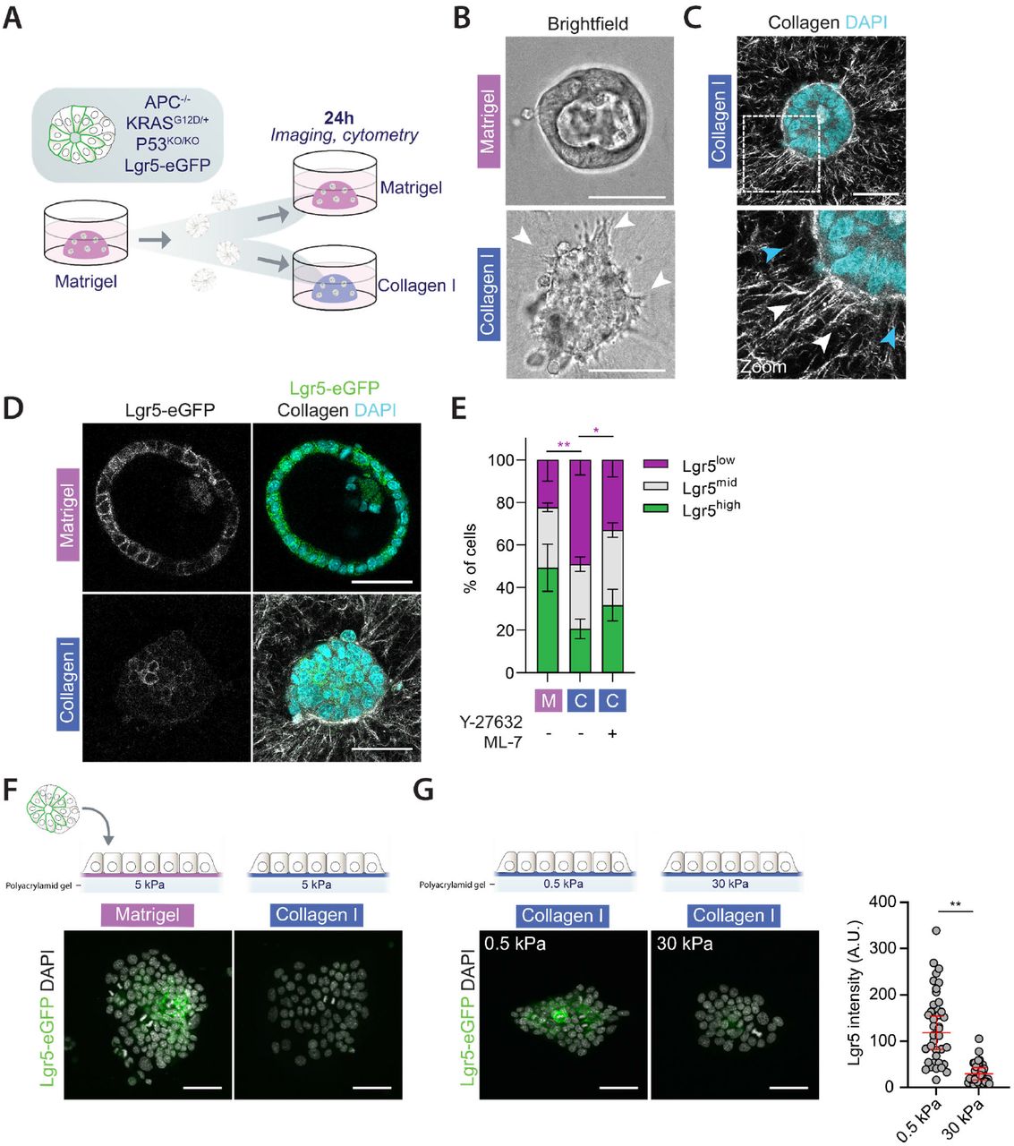 Lgr5 Egfp Dtr Mice | Genentech inc | Bioz