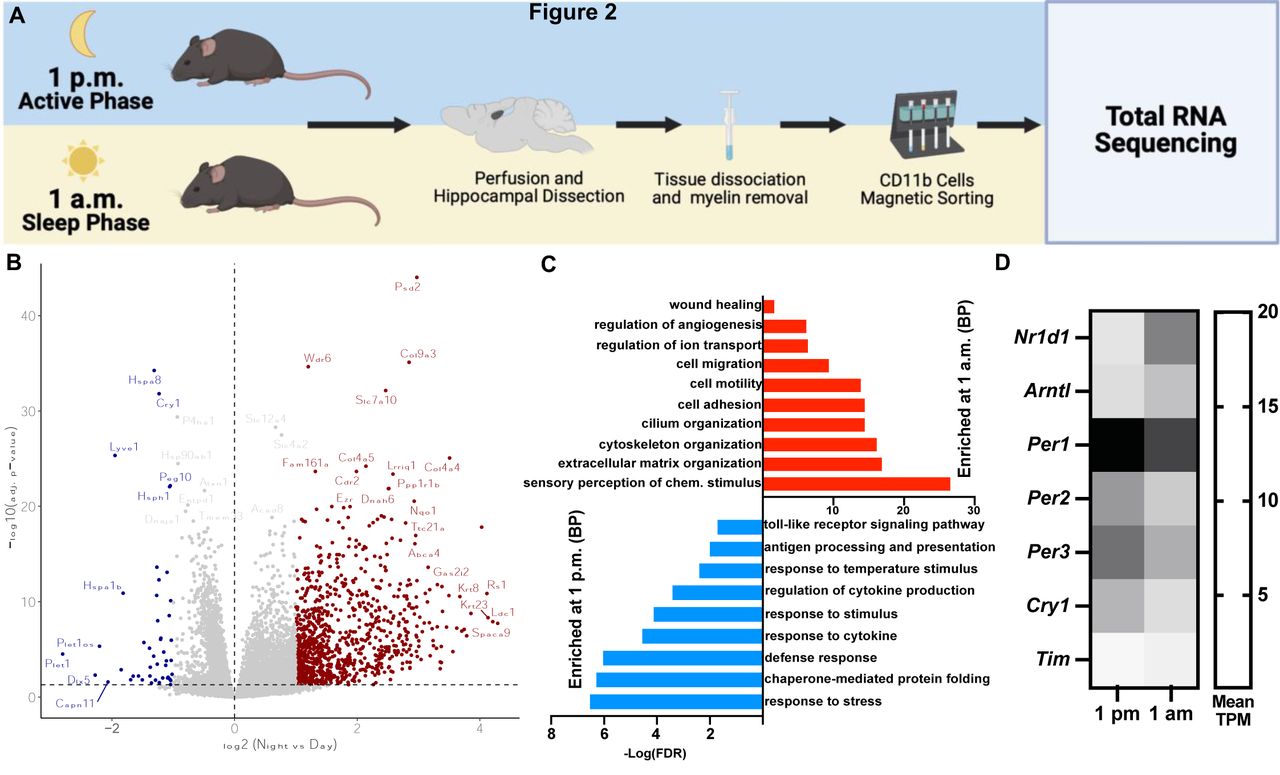 Magnetic Cd11b Microbeads | Miltenyi Biotec | Bioz