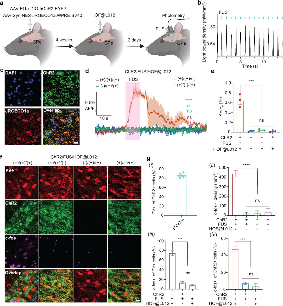 Transgenic Thy1 Chr2 Yfp Mice | Jackson Laboratory | Bioz
