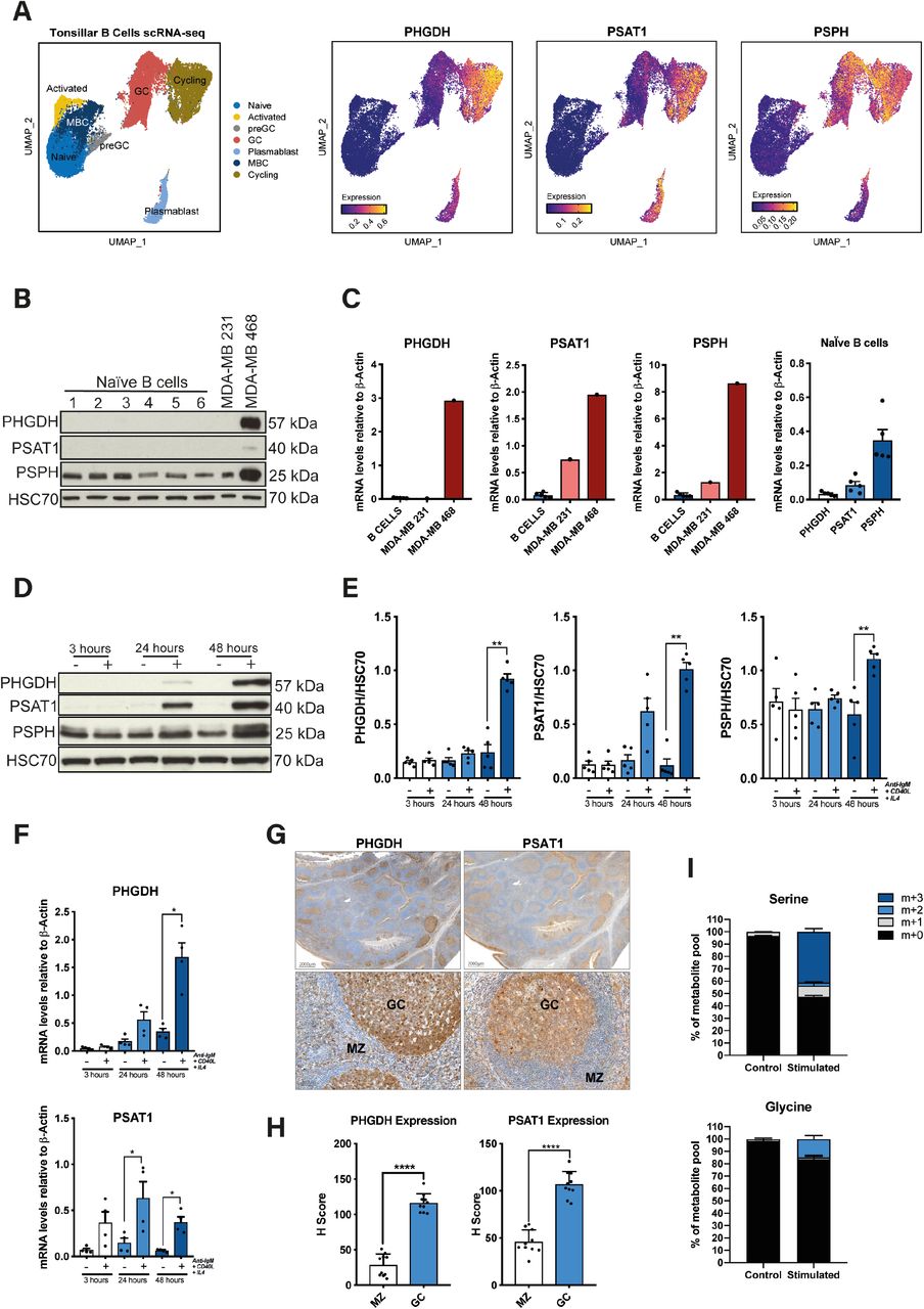 Psat1 Antibody | Thermo Fisher | Bioz